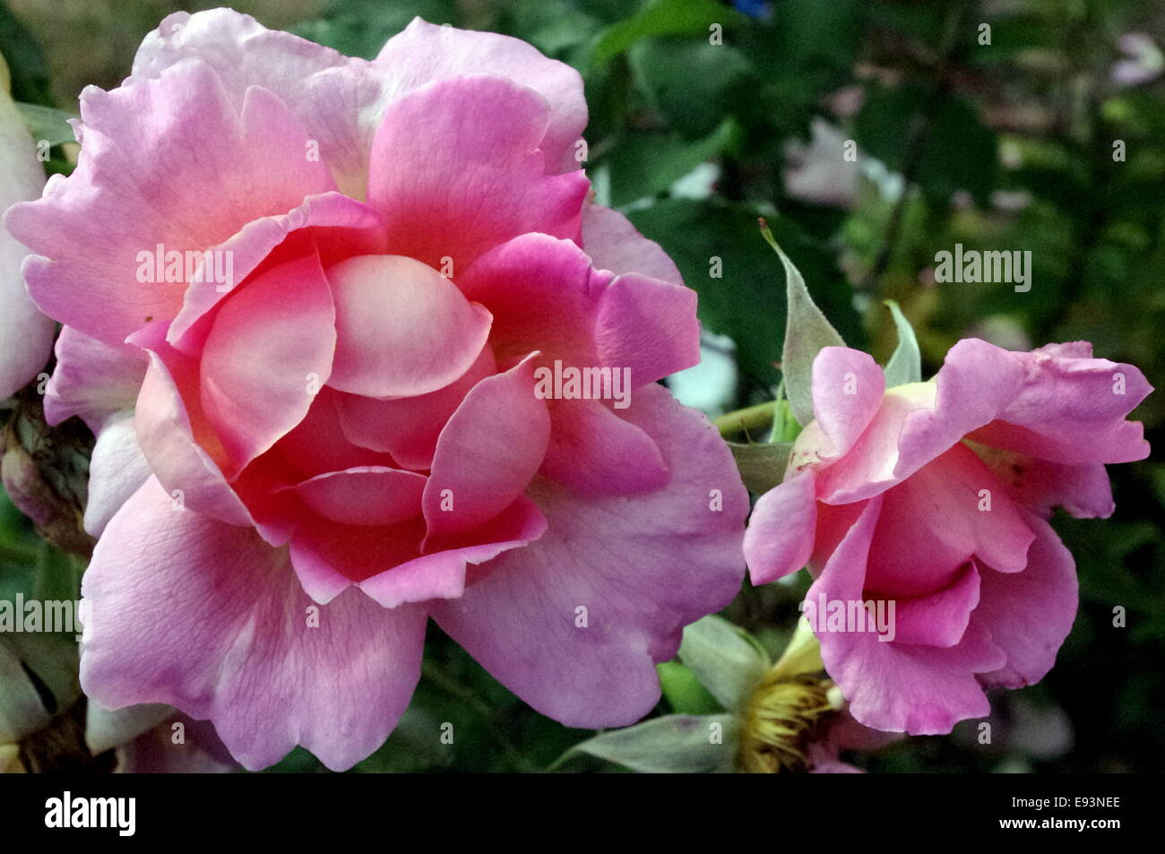 Photograph of two pink roses Stock Photo - Alamy