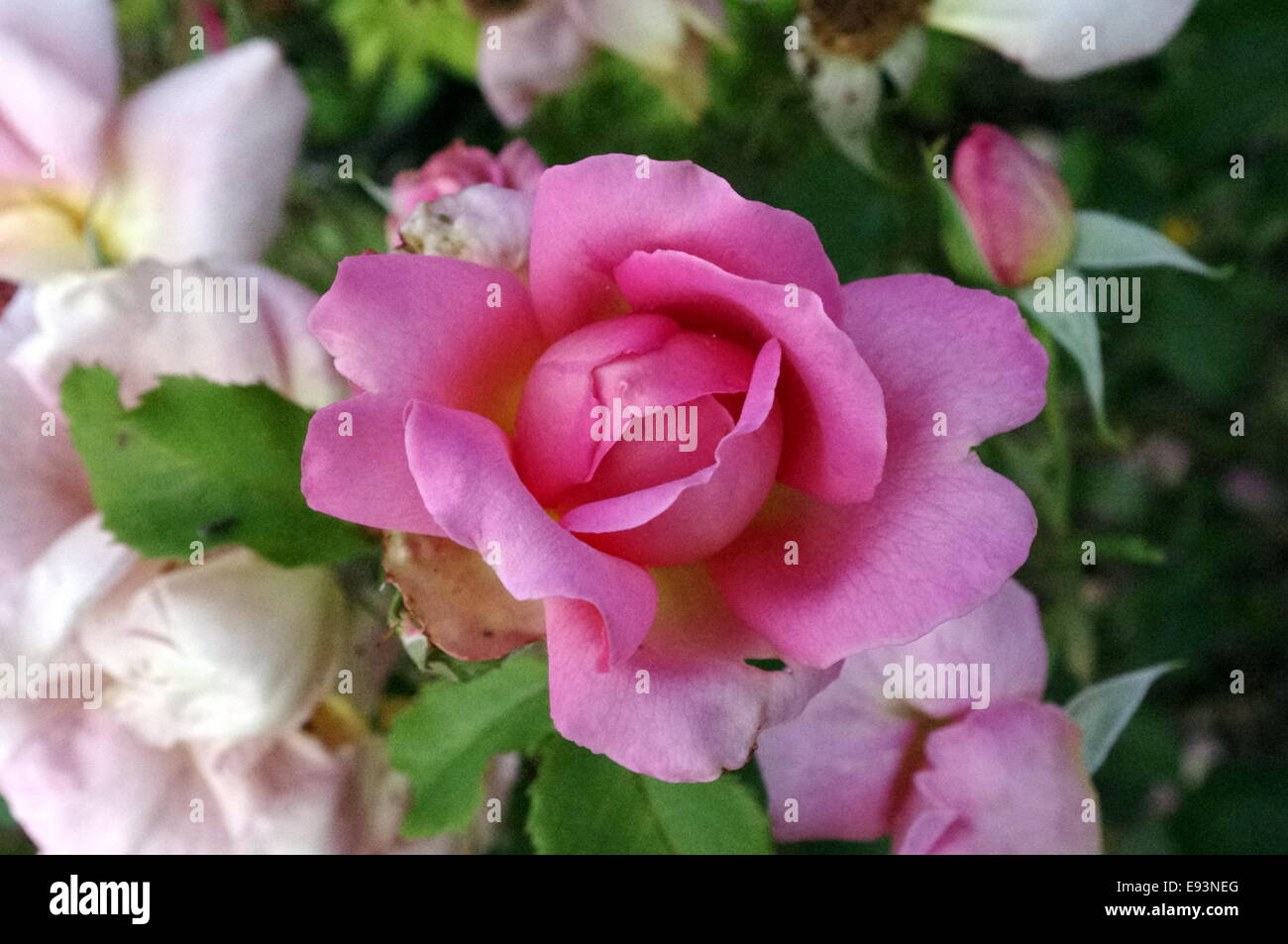 Photograph of a pink rose Stock Photo - Alamy