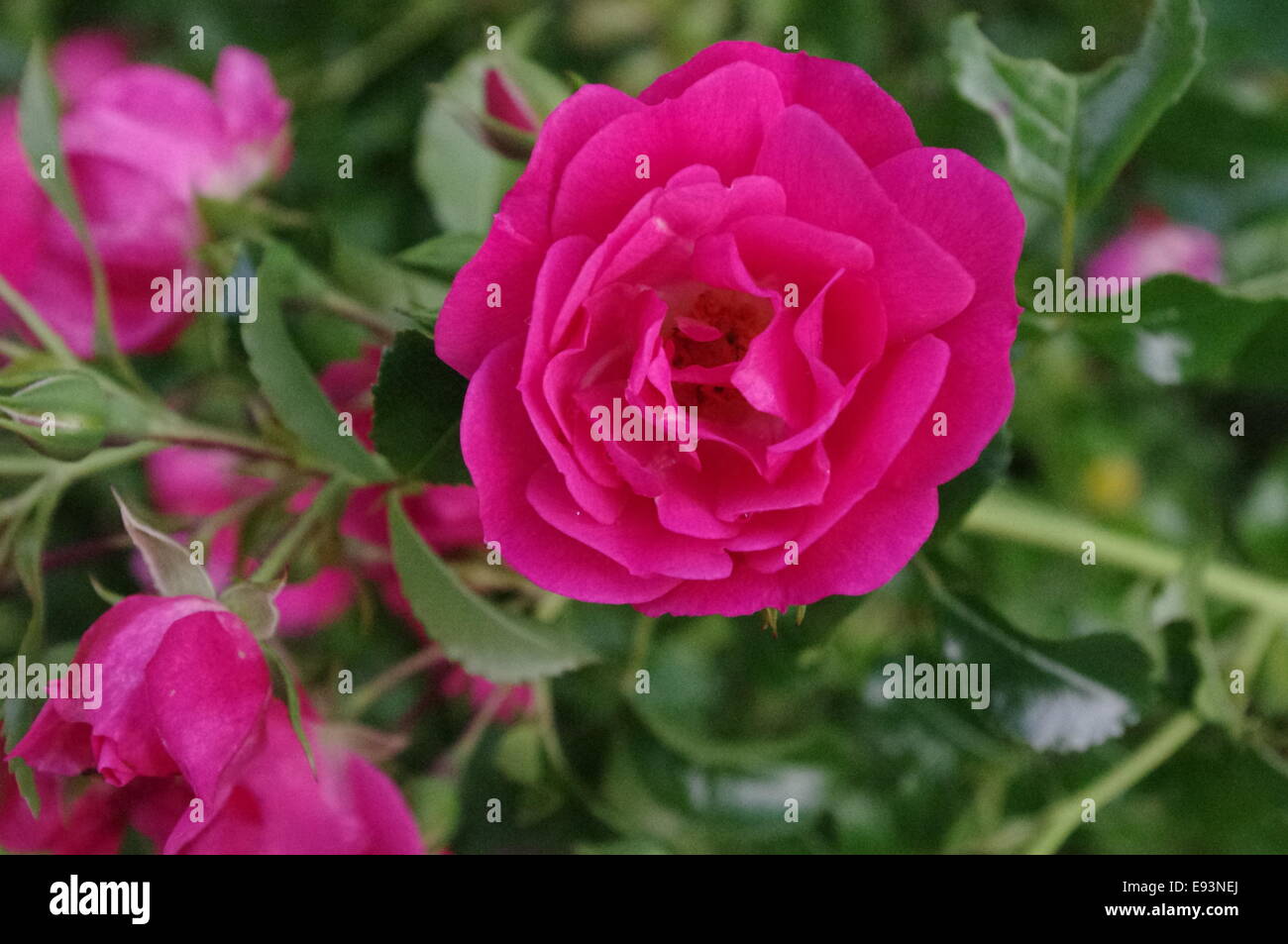 Photograph of a pink rose Stock Photo - Alamy