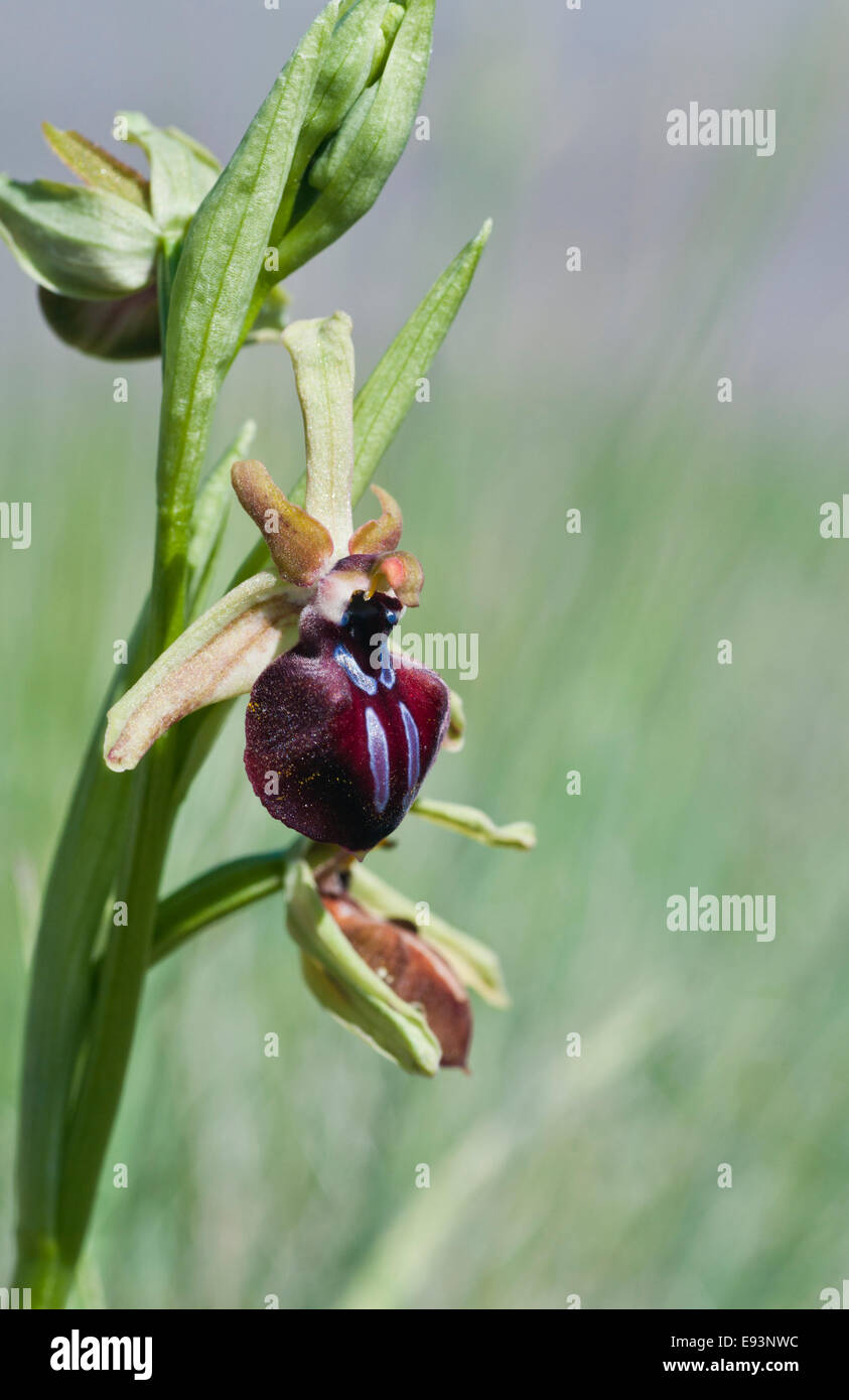 Orchid side view hi-res stock photography and images - Alamy