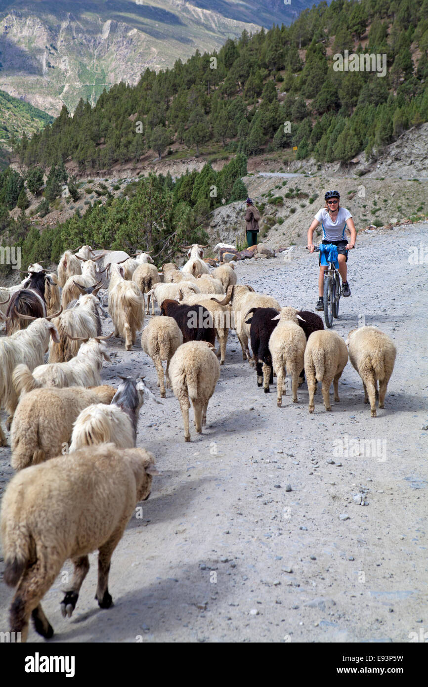 Cyclist passing a flock of sheep and goats on the Manali to Leh highway ...