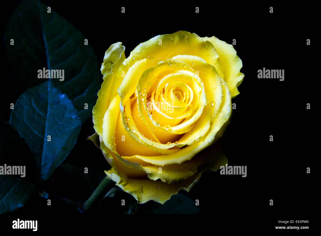 Yellow rose drops dew hi-res stock photography and images - Alamy
