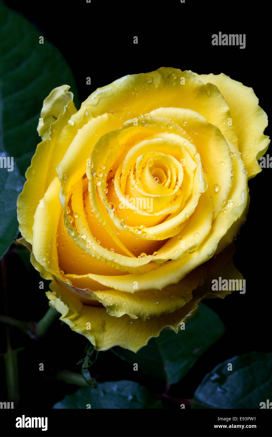 Yellow Rose with dew drops Stock Photo - Alamy