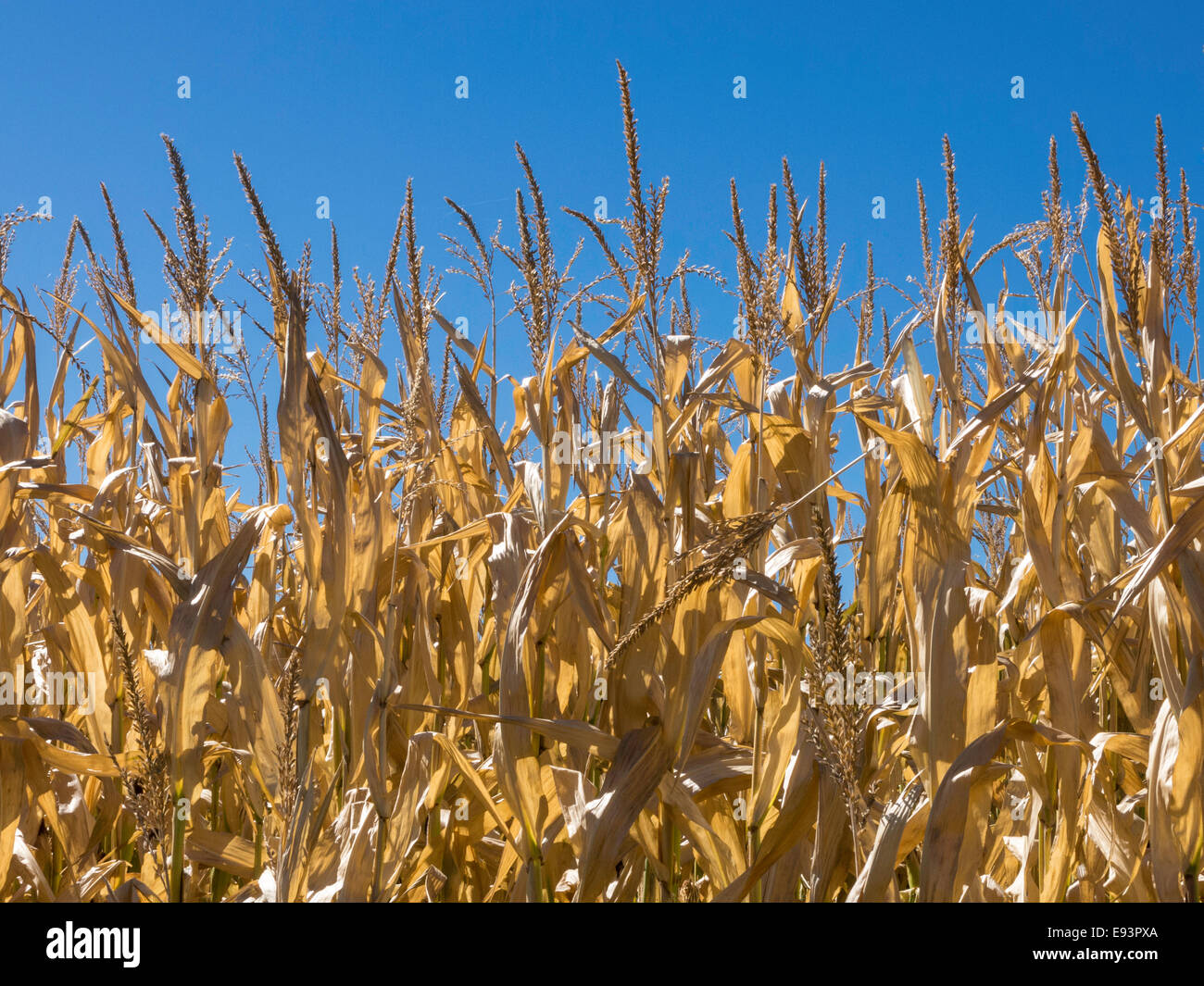 Dried Feed Corn in the Field, USA Stock Photo - Alamy