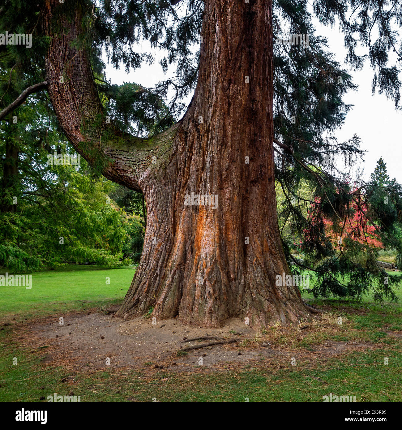 Sequoia tree hi-res stock photography and images - Alamy