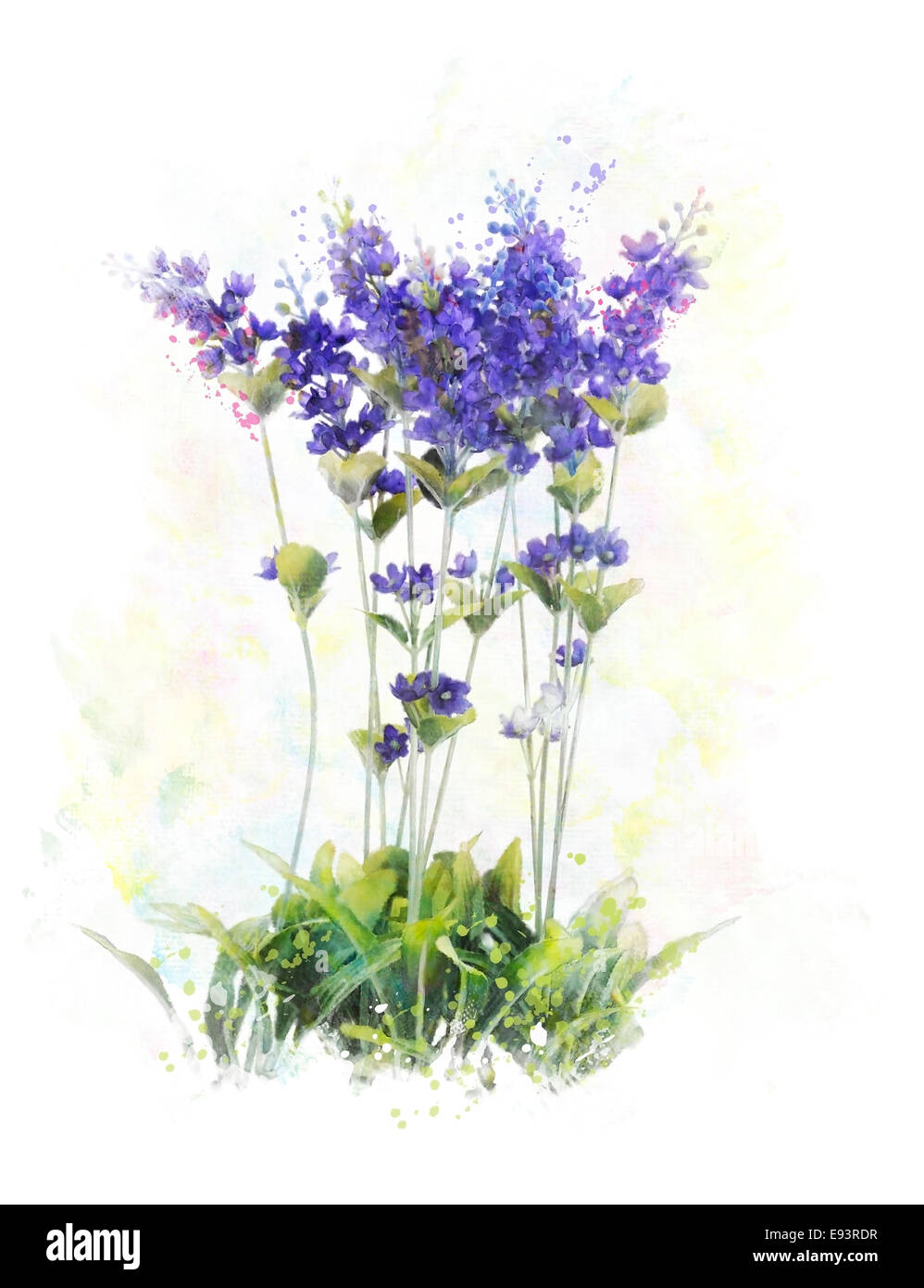Watercolor Digital Painting Of Lavender Flowers Stock Photo - Alamy