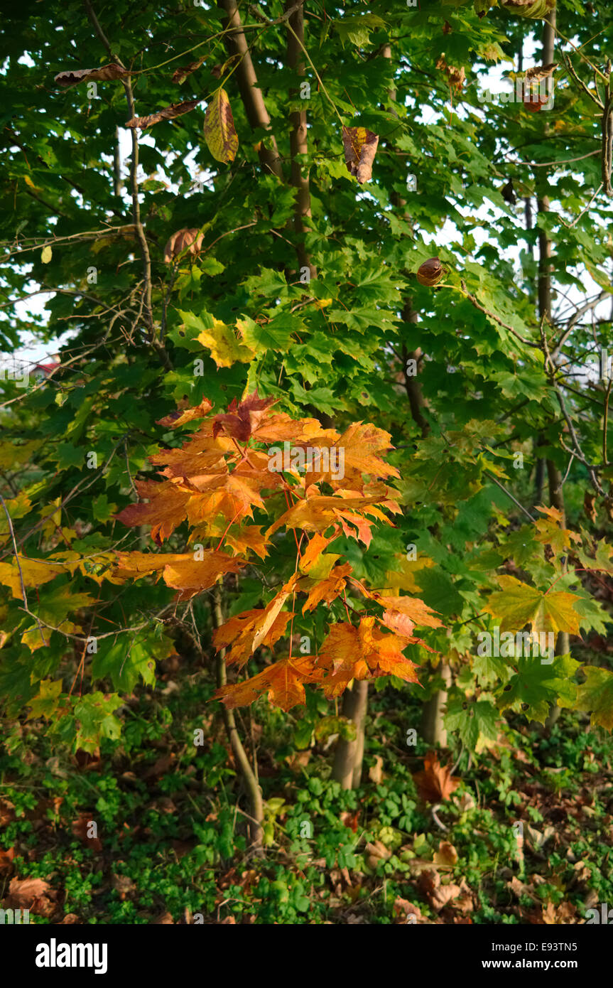 first signs of the autumn Stock Photo - Alamy