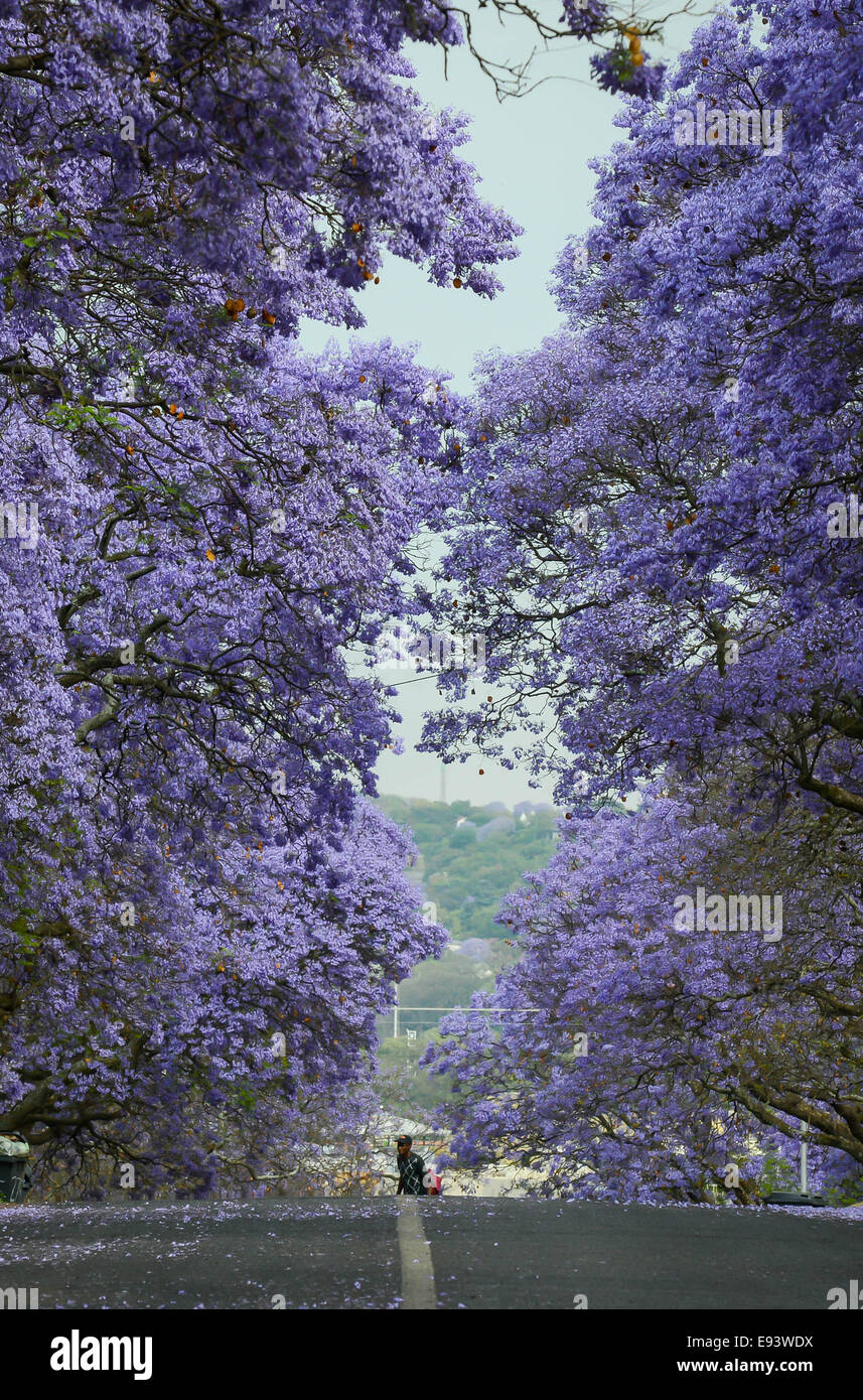 Pretoria jacaranda hi-res stock photography and images - Alamy