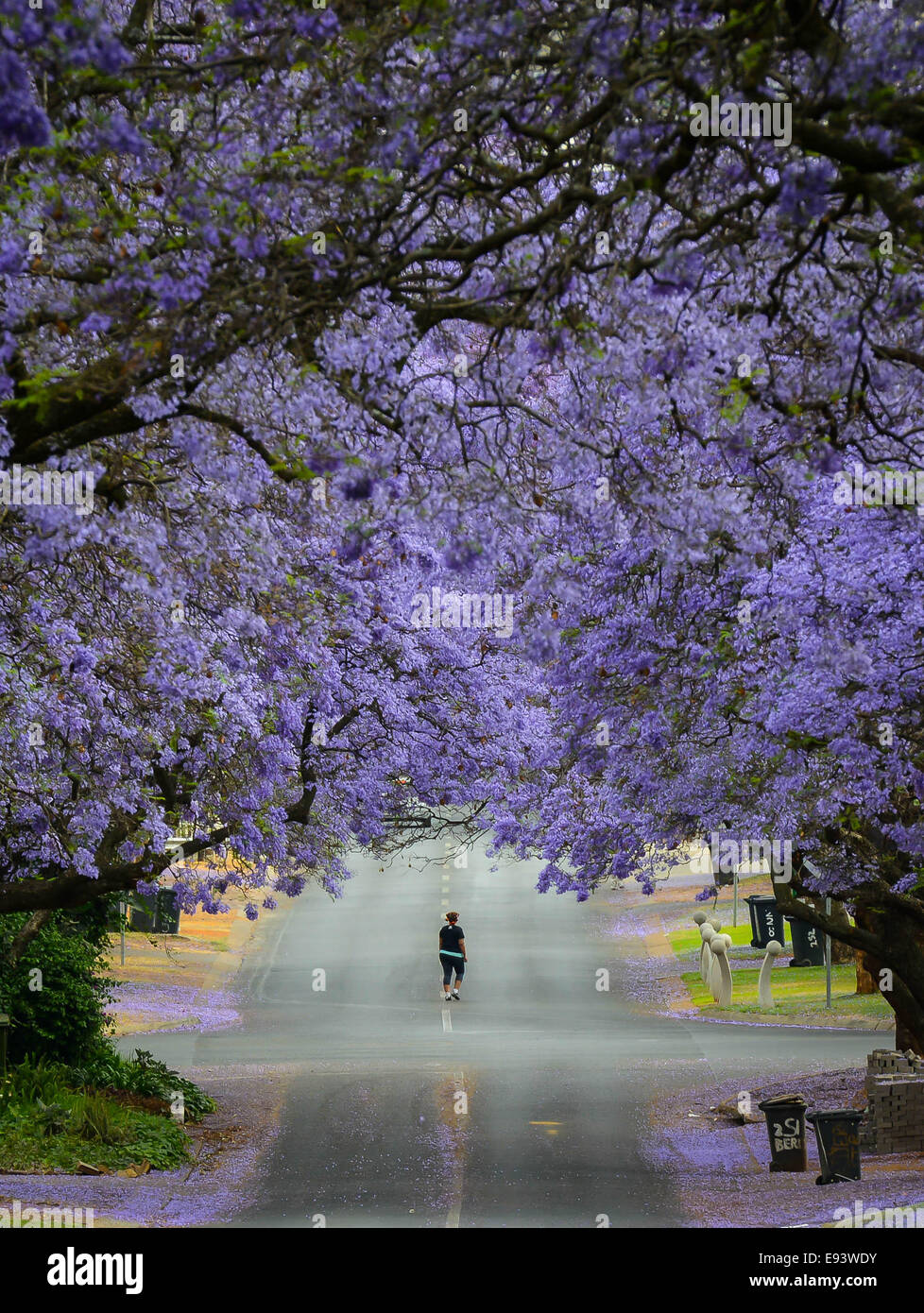 Pretoria jacaranda hi-res stock photography and images - Alamy