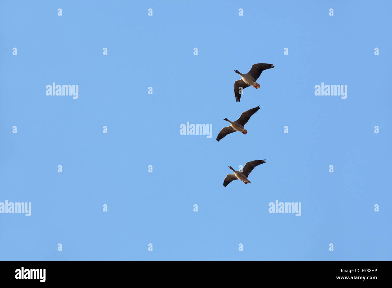 Pink-footed Geese (Anser brachyrhynchus). Trio flying over against a ...