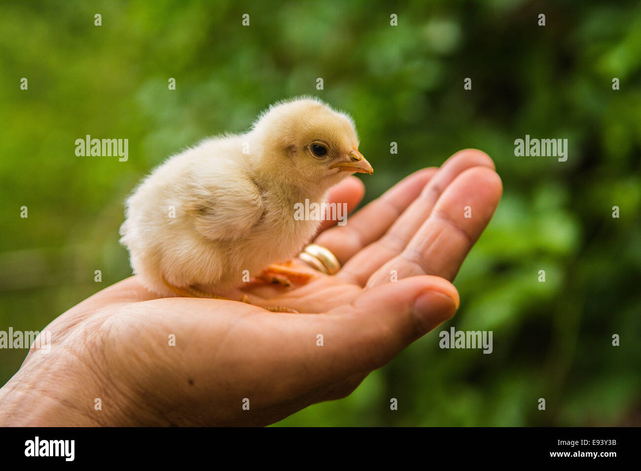 Chickens in a barnyard hi-res stock photography and images - Alamy