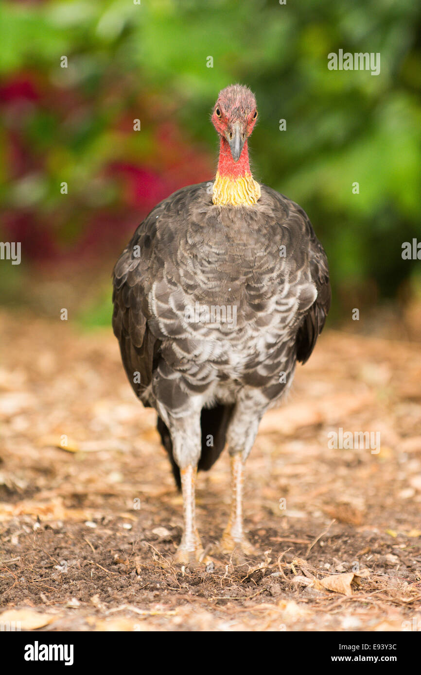 Brush turkey hi-res stock photography and images - Alamy