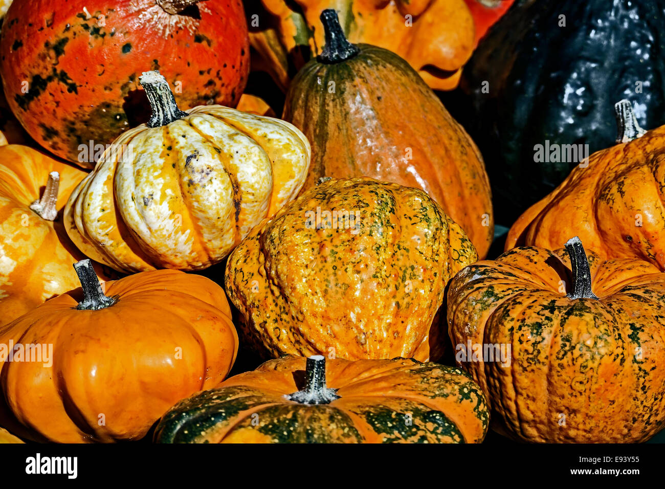 Mixed colorful ornamental pumpkins with various shapes Stock Photo - Alamy