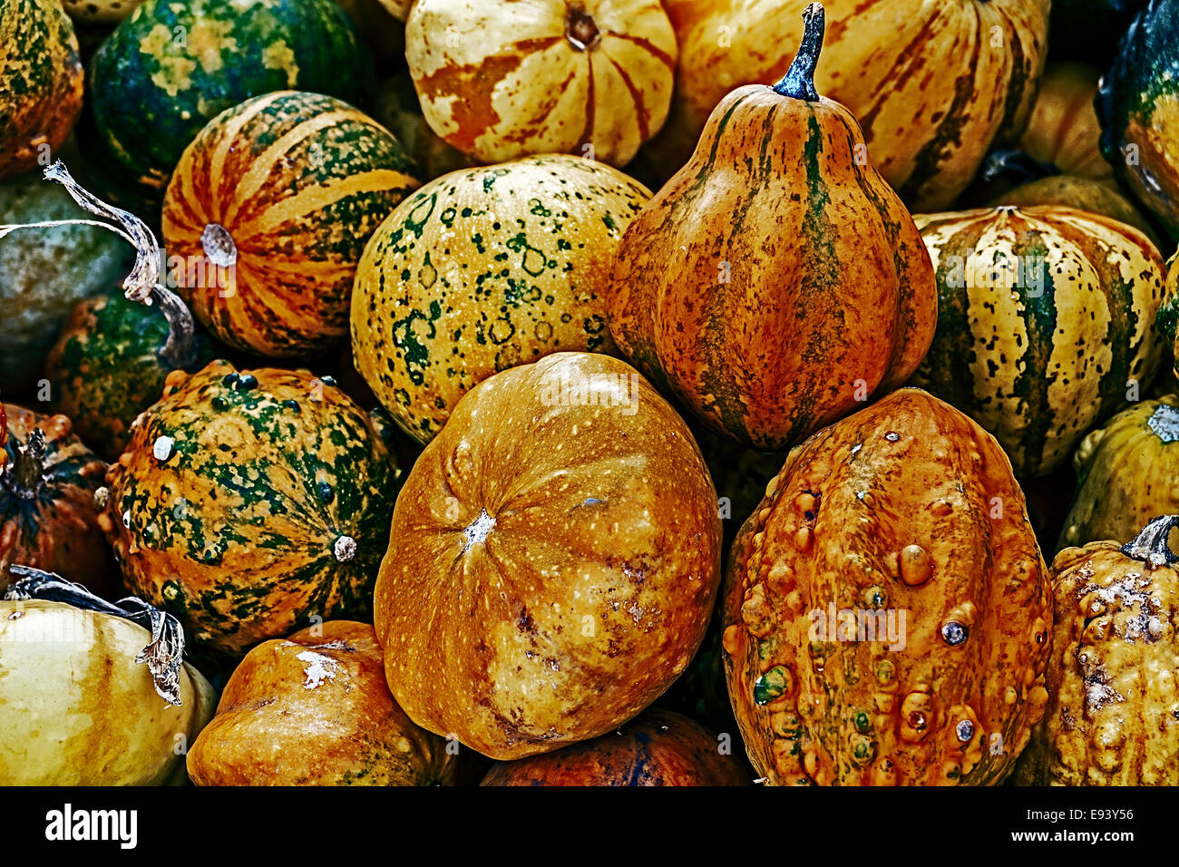 Mixed colorful ornamental pumpkins with various shapes Stock Photo - Alamy