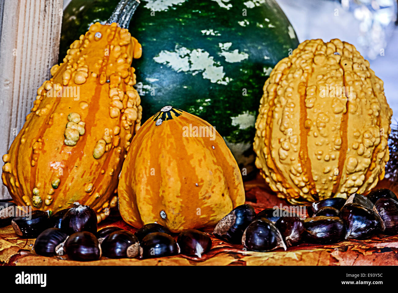 Arrangement of ornamental pumpkins with chestnut, specific for fall ...