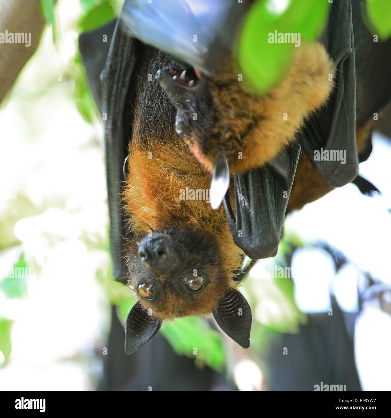 Vampire bat flying hi-res stock photography and images - Alamy