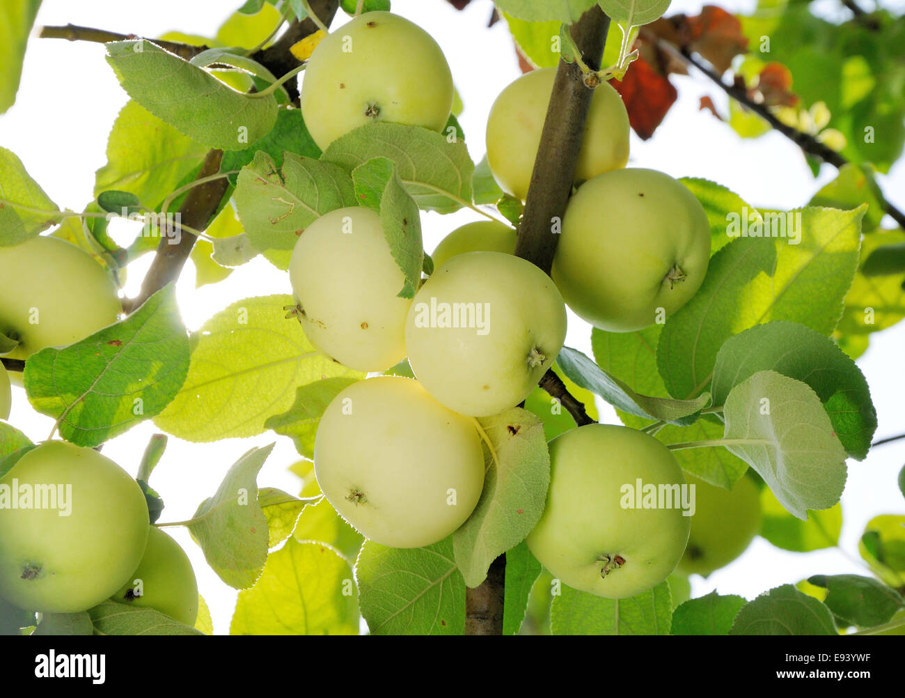 grope of white apples on the tree Stock Photo - Alamy
