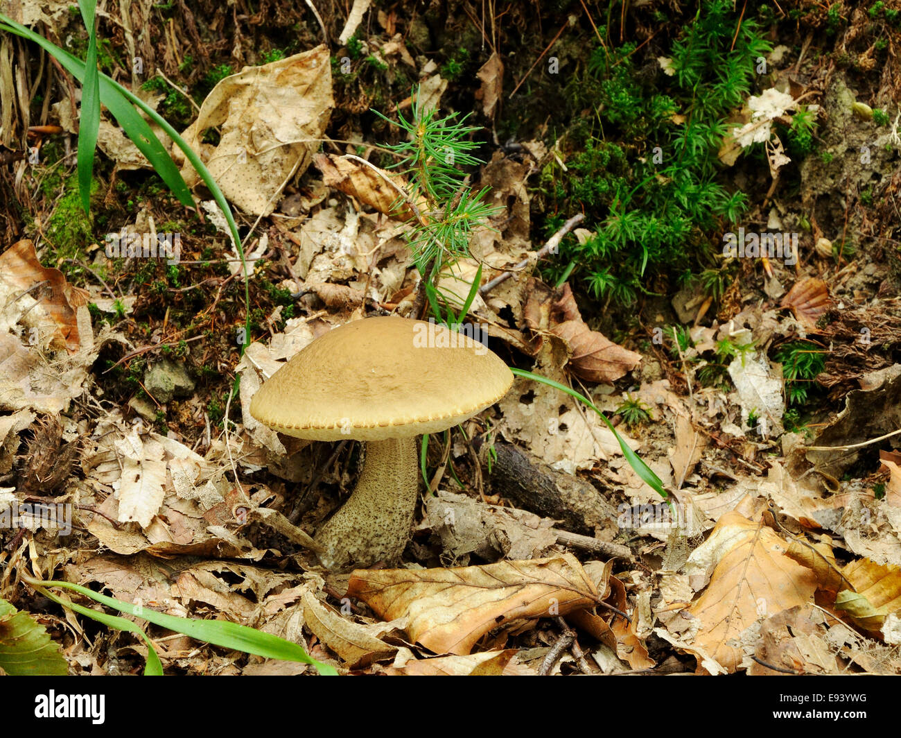 Real environment hi-res stock photography and images - Alamy