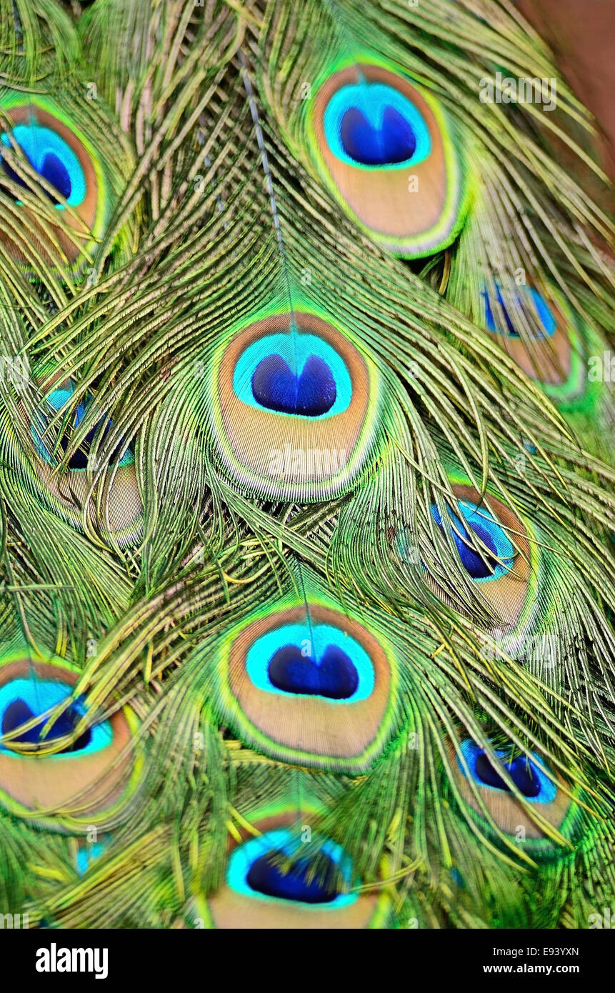 Beautiful plumage of male Green Peafowl feathers background Stock Photo ...