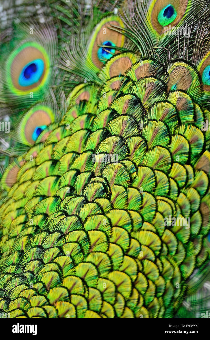 Beautiful plumage of male Green Peafowl feathers background Stock Photo ...