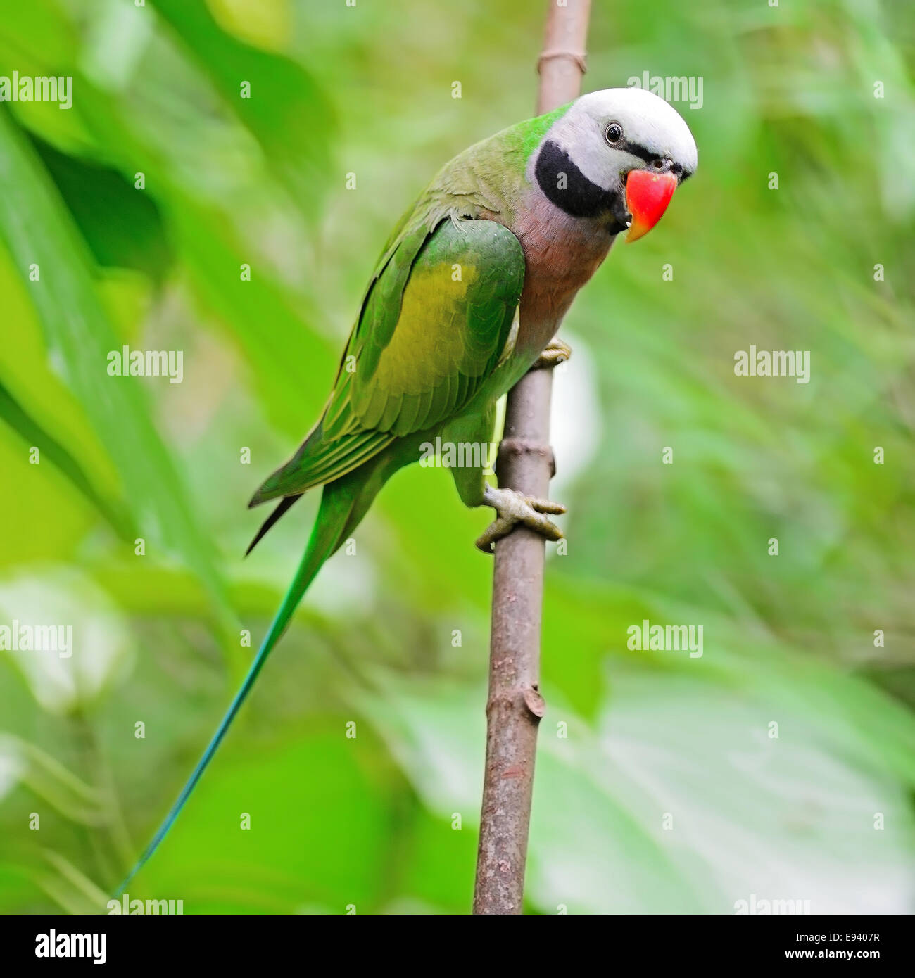 Beautiful green Parakeet bird, male Red-breasted Parakeet (Psittacula ...