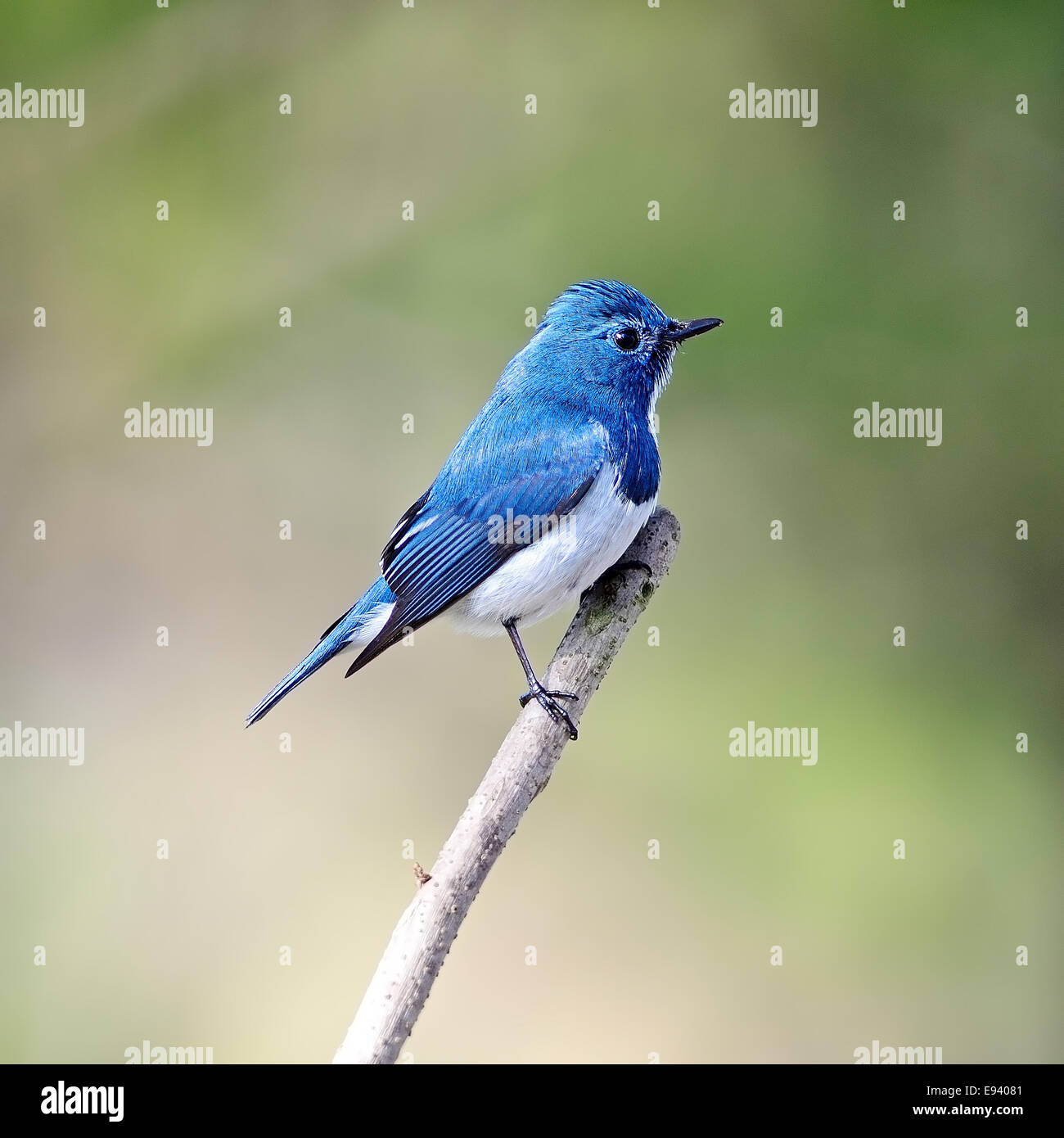 Colorful blue and white bird, male Ultramarine Flycatcher (Ficedula ...