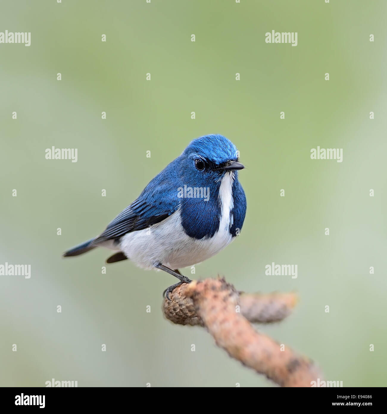 Colorful blue and white bird, male Ultramarine Flycatcher (Ficedula ...