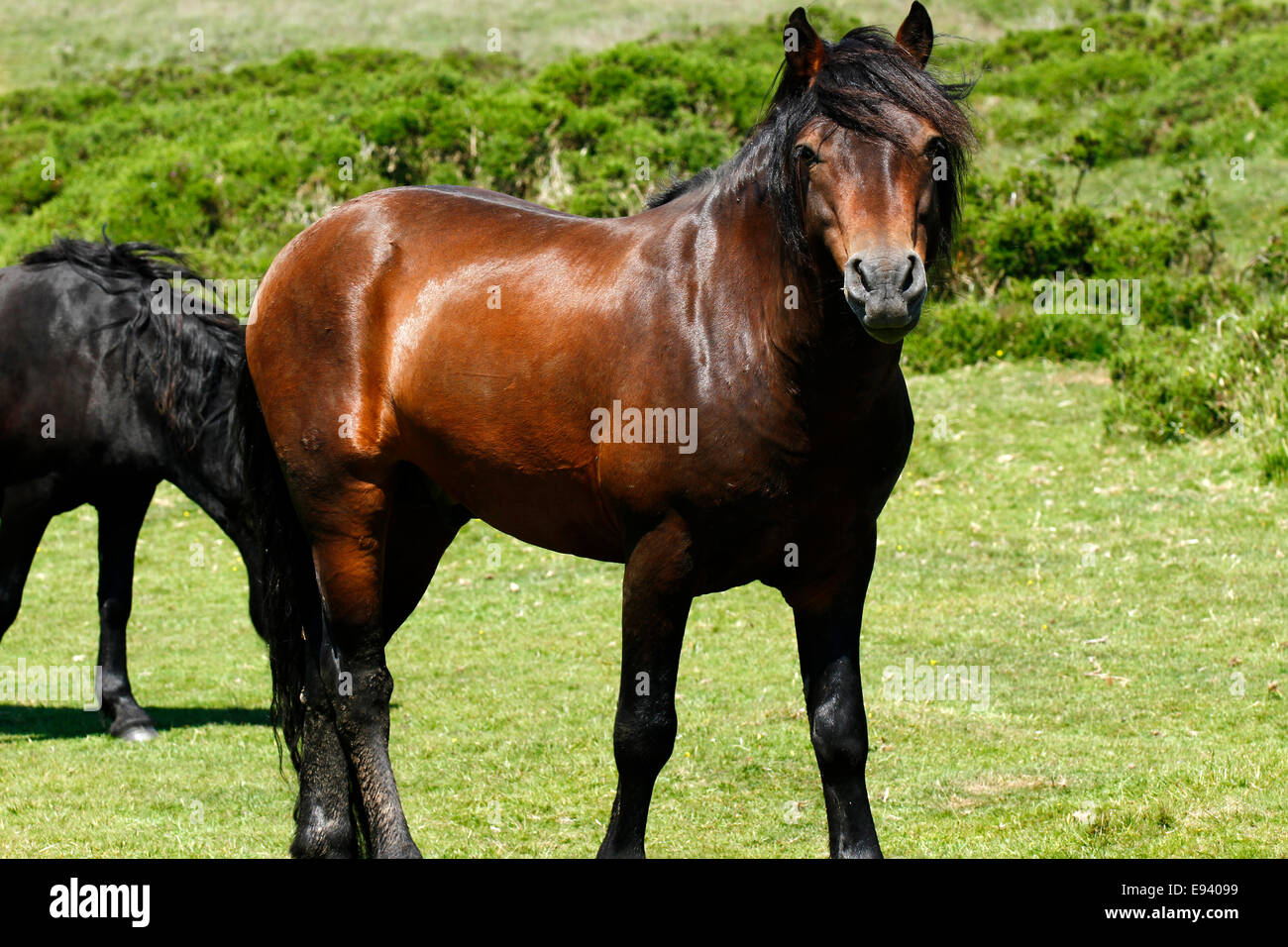Wild ponies on Dartmoor, superb example of the best riding pony for ...