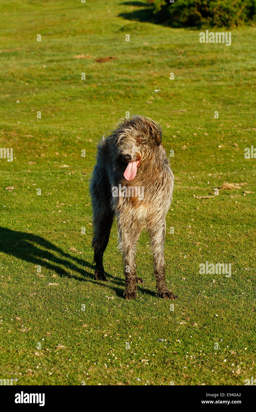 A Tall Graceful Breed Of Dog