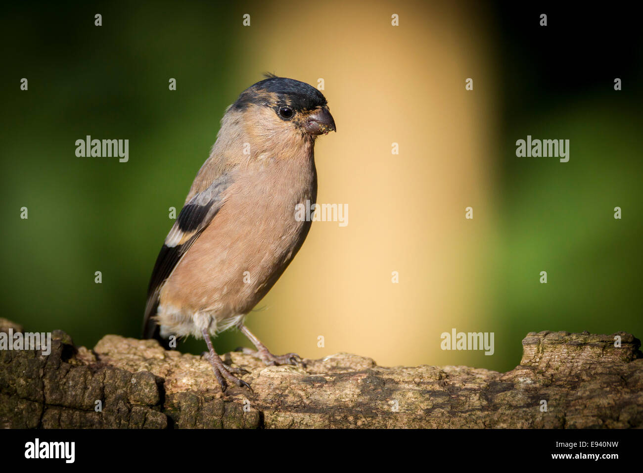 Female bullfinch hi-res stock photography and images - Alamy
