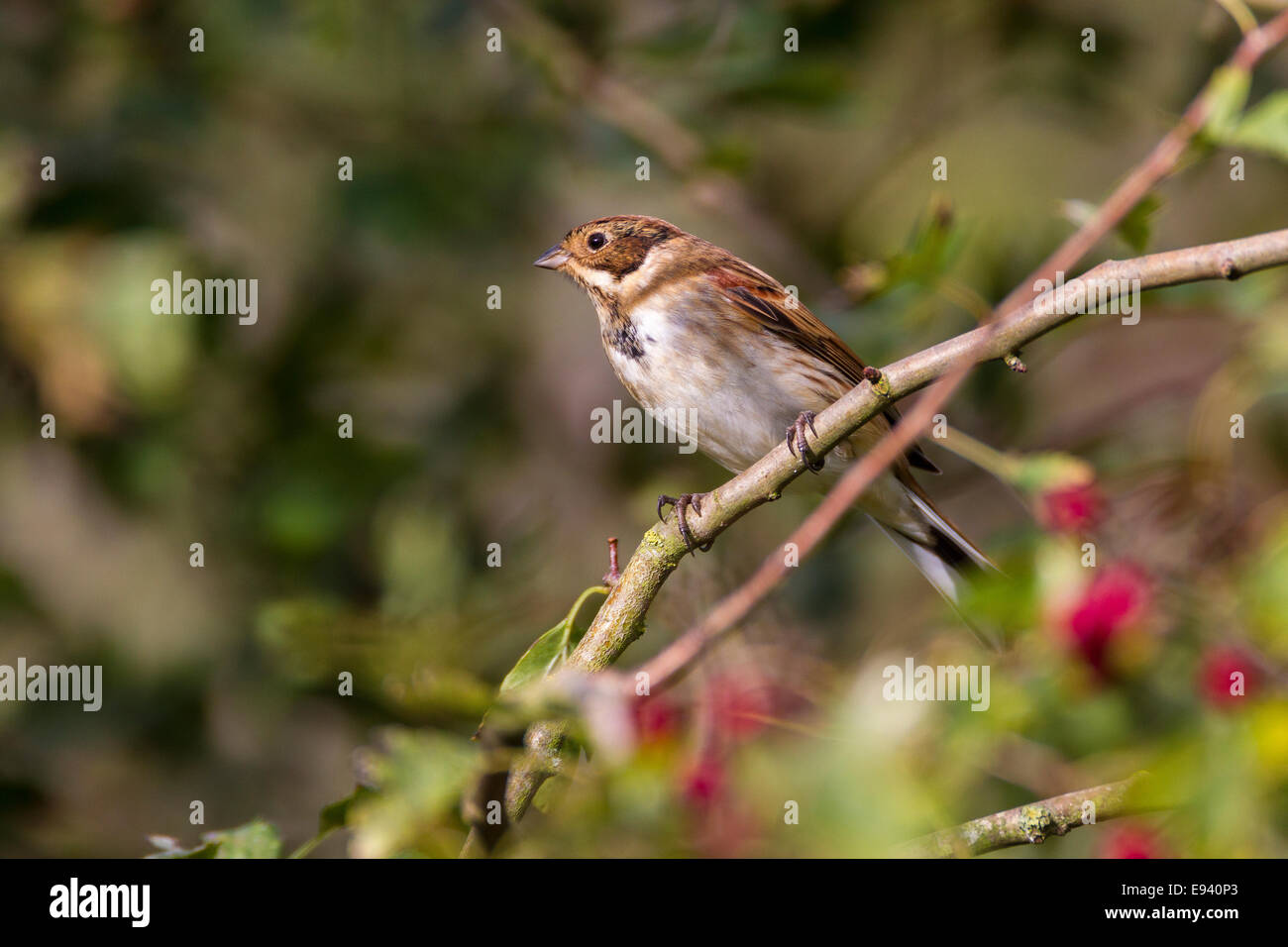 Juvenile Male. Reed Bunting. Emberiza schoeniclus (Emberizidae Stock ...