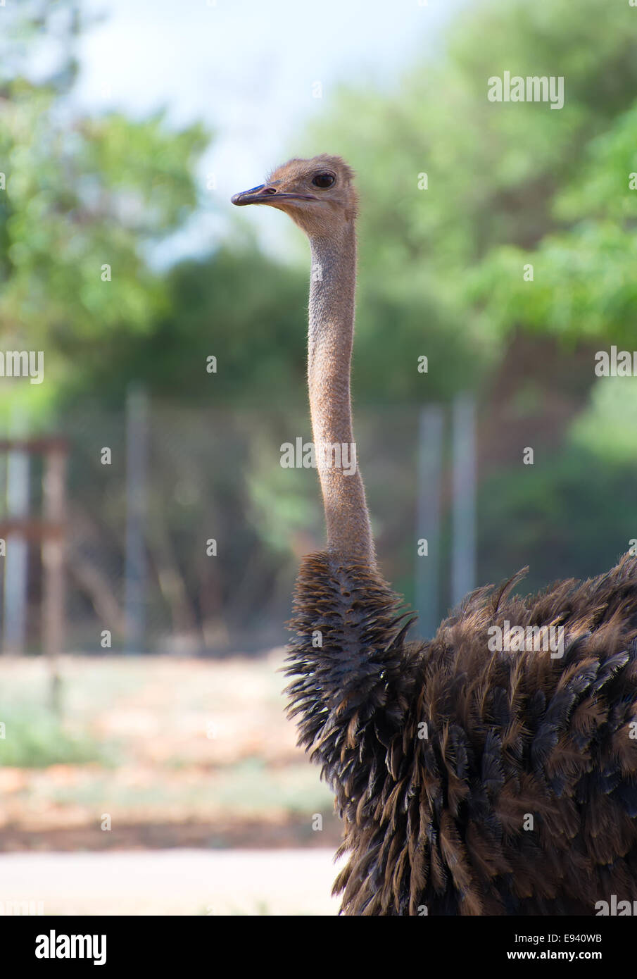 Ostrich walking in national park. Struthio camelus Stock Photo - Alamy