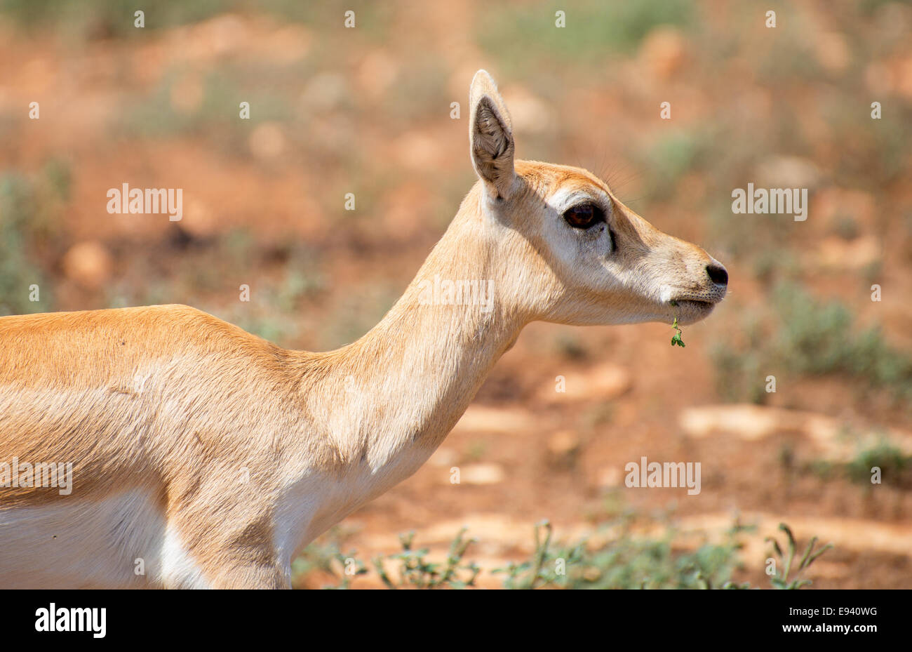 Young antilope walking in national park Stock Photo - Alamy