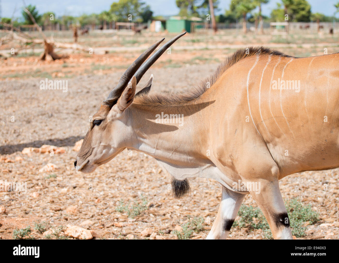 Antilope addax hi-res stock photography and images - Alamy