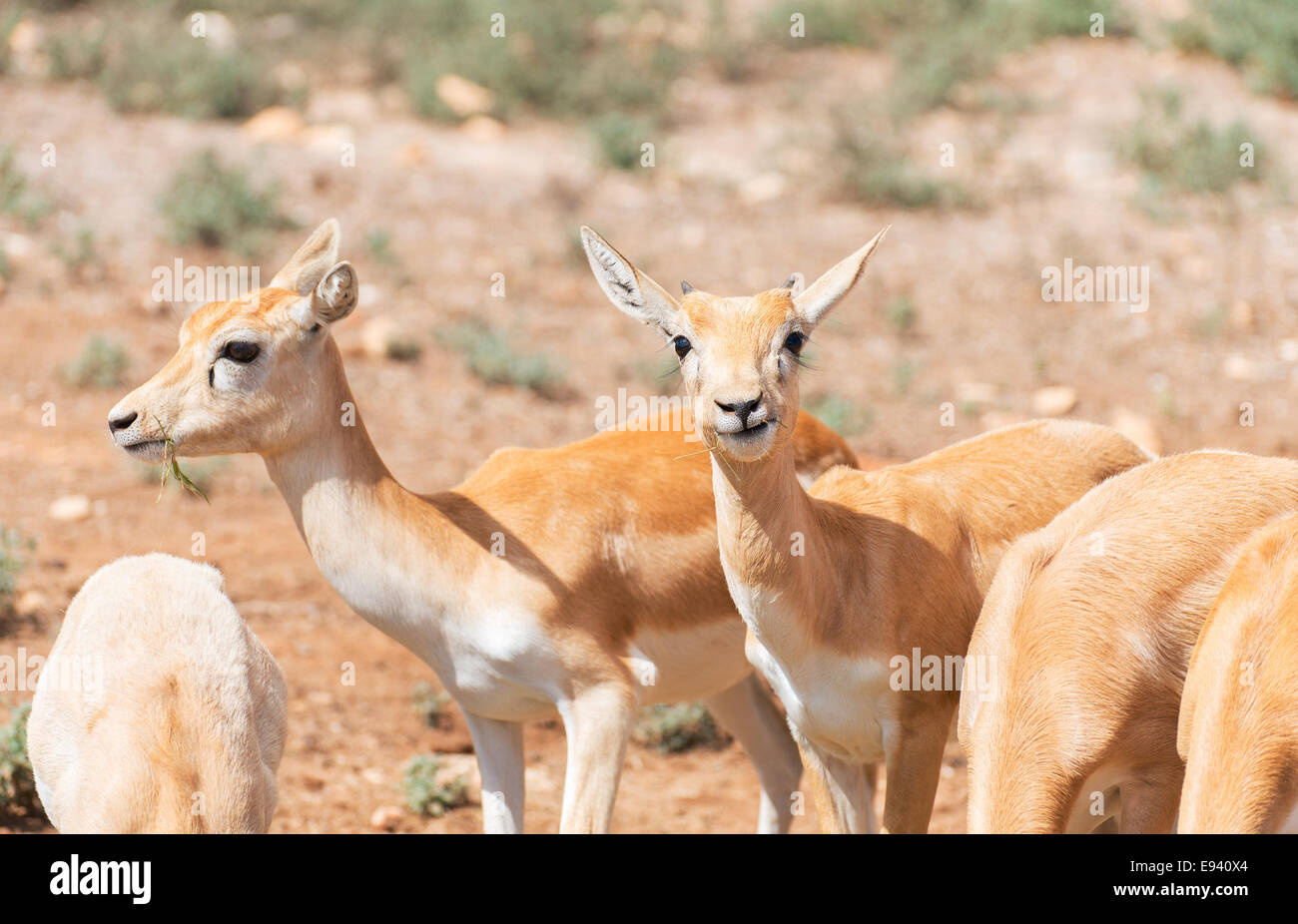 Young antilopes eating in national park Stock Photo - Alamy