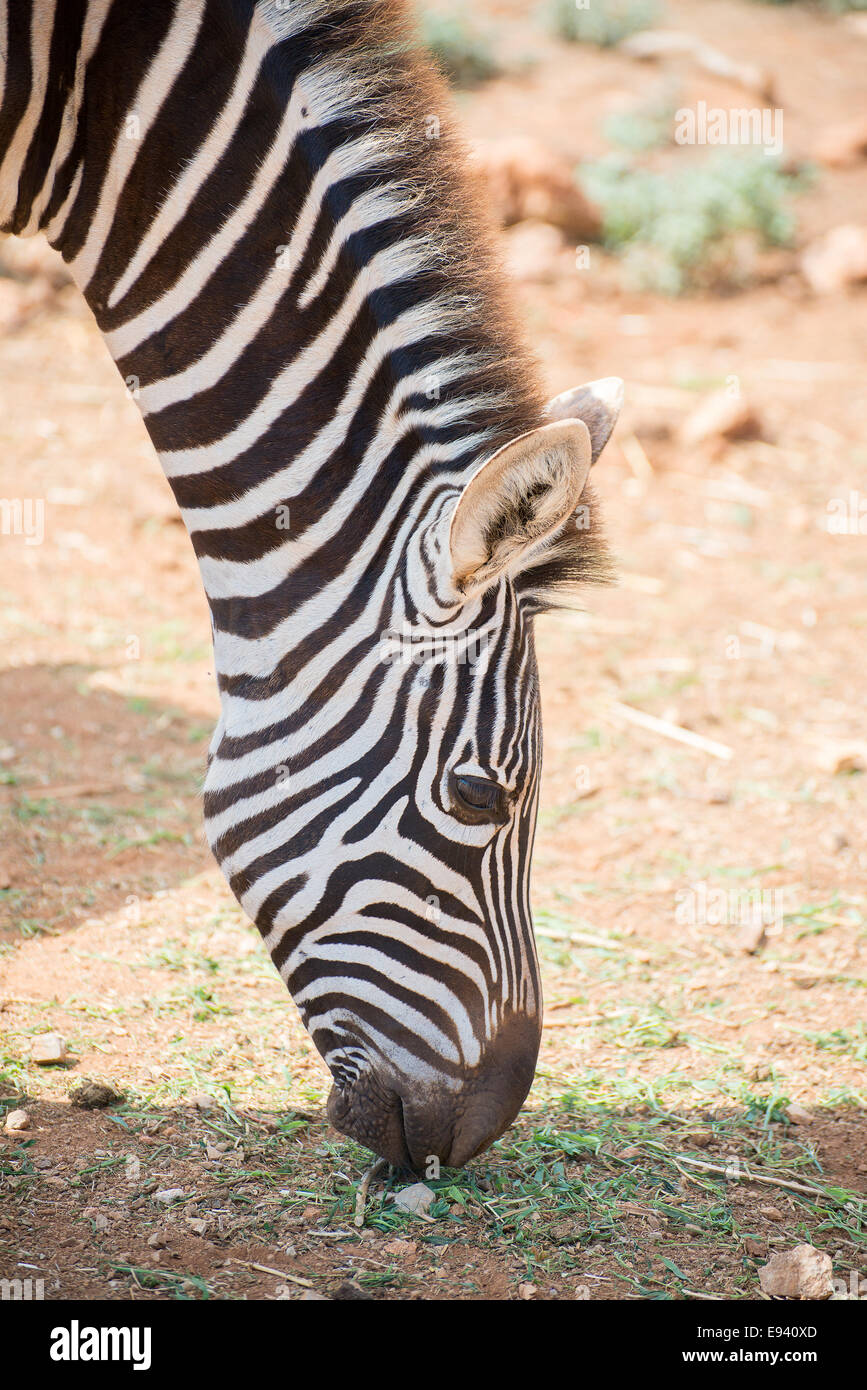 Mountain zebra eaiting grass in national park Stock Photo - Alamy
