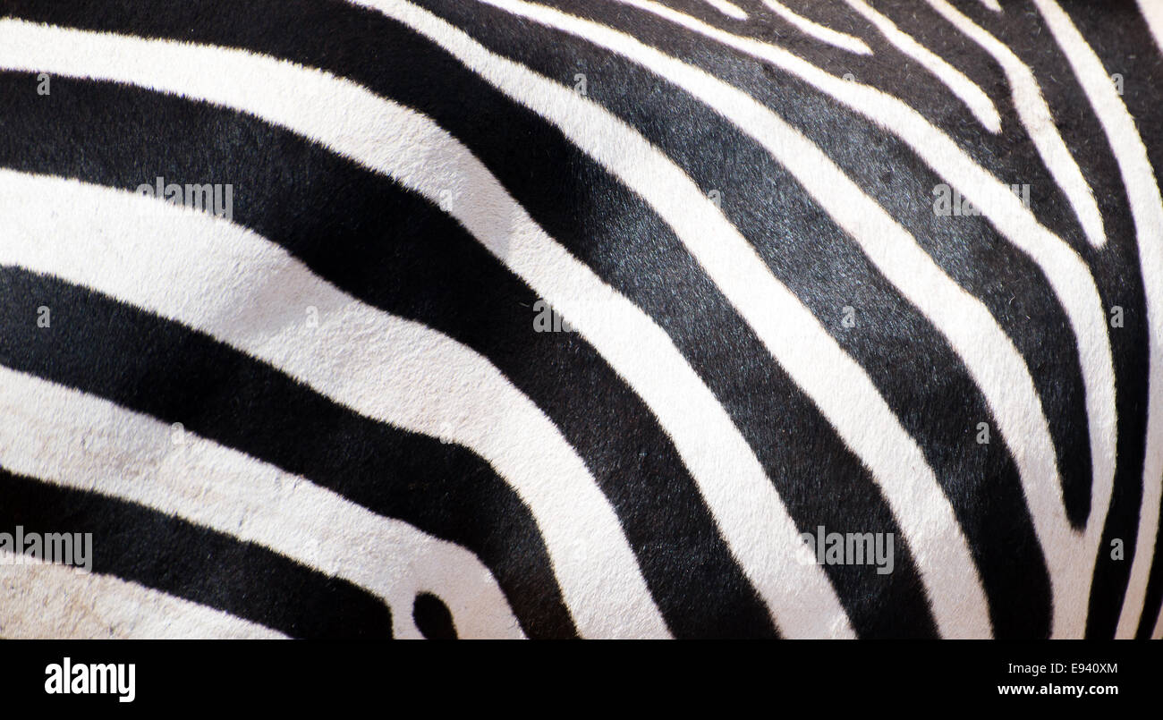 Mountain zebra's body part. Equus zebra Stock Photo - Alamy