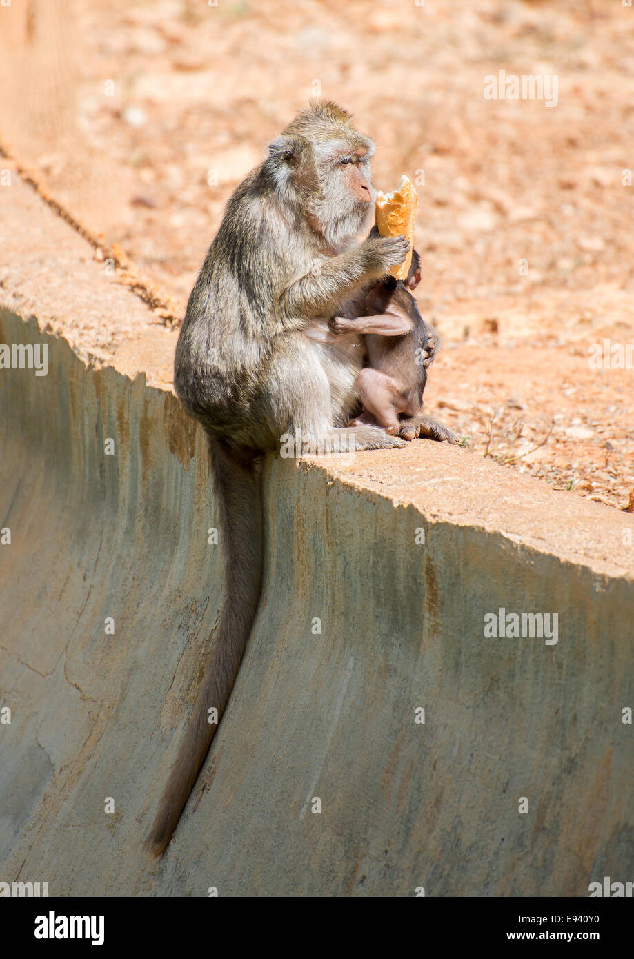 Monkey feeding her baby in national park Stock Photo - Alamy