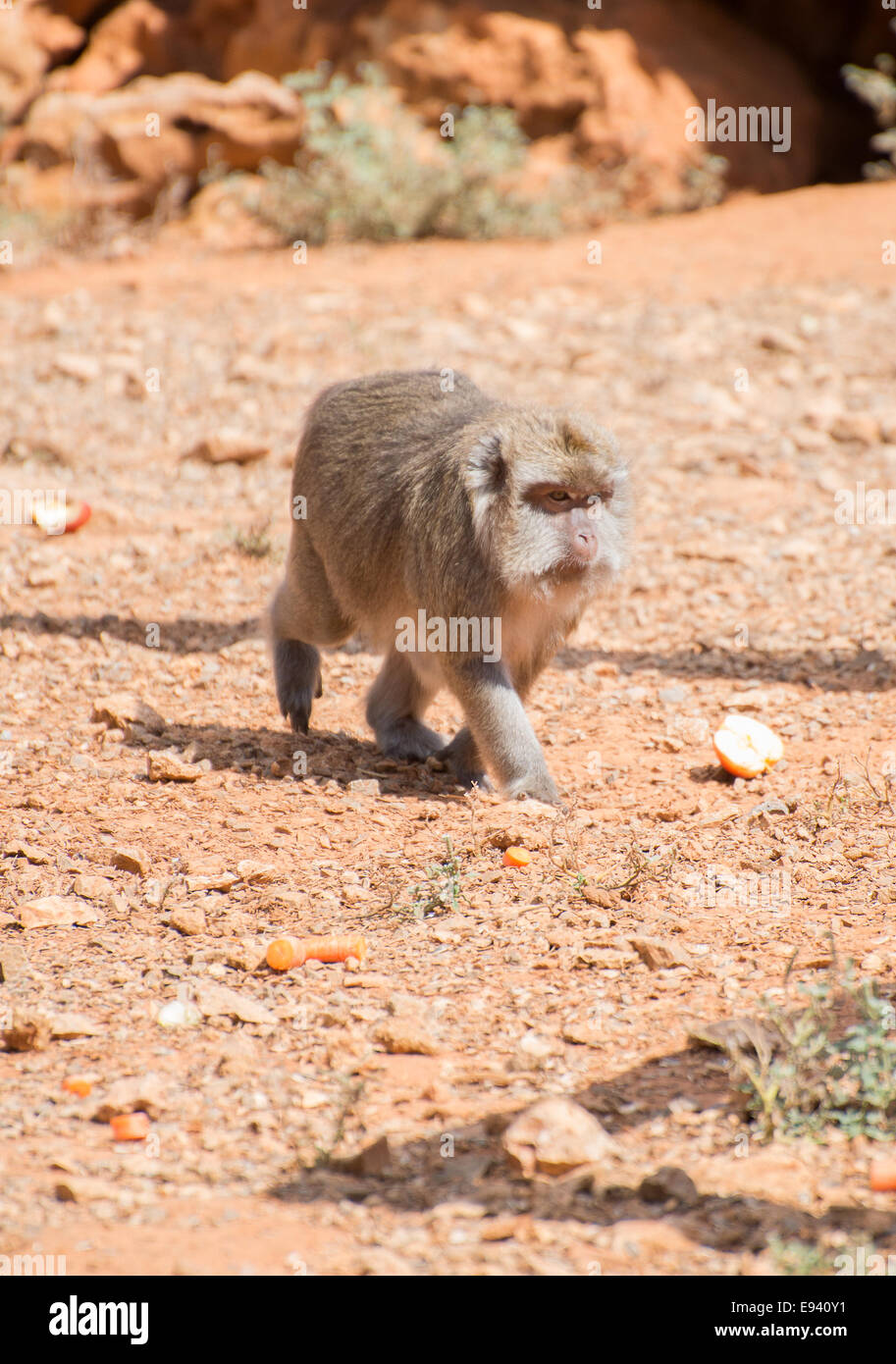 Monkey walking in national park Stock Photo - Alamy