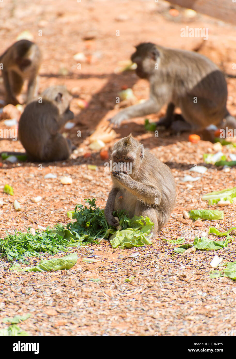 Alone adult monkey eating leaf hi-res stock photography and images - Alamy