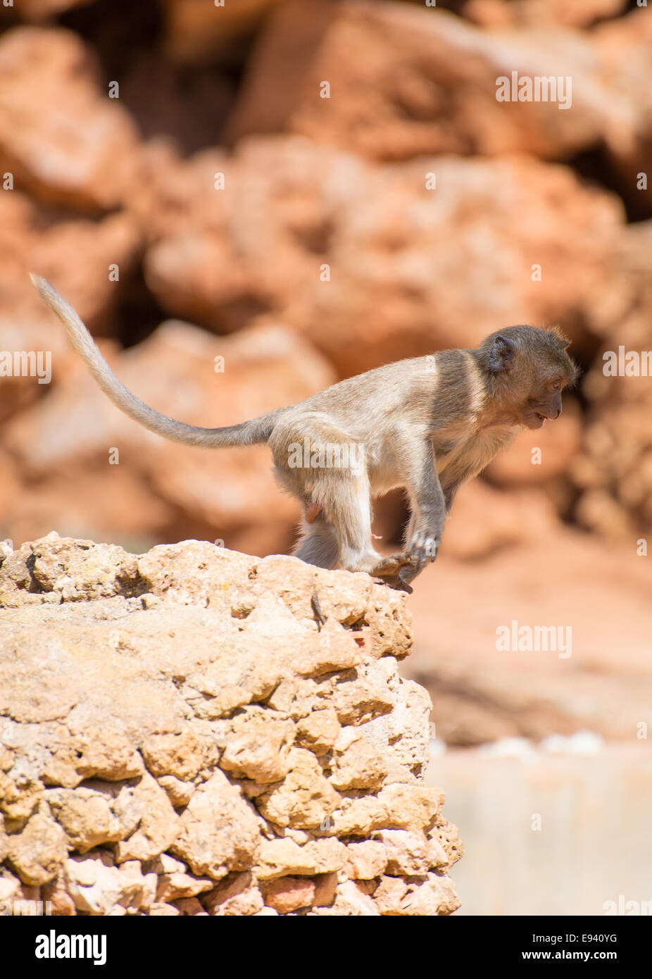Little monkey is preparing to jump Stock Photo - Alamy