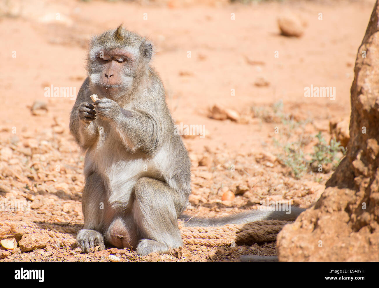 Chewing monkey hi-res stock photography and images - Alamy