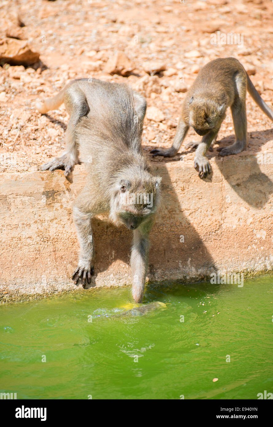 Few monkeys catching fish in a pond Stock Photo - Alamy