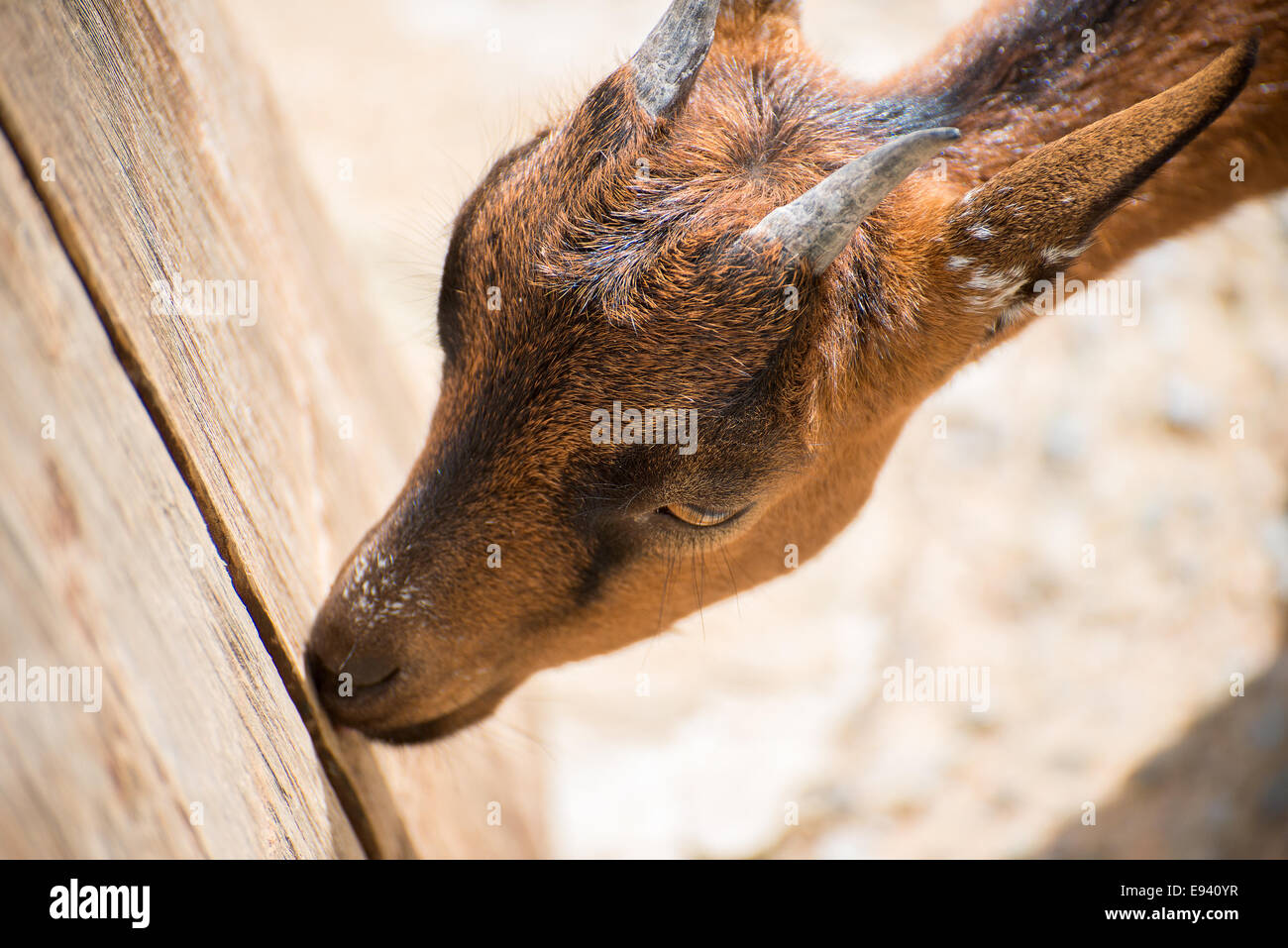 Portrait of brown goat Stock Photo - Alamy