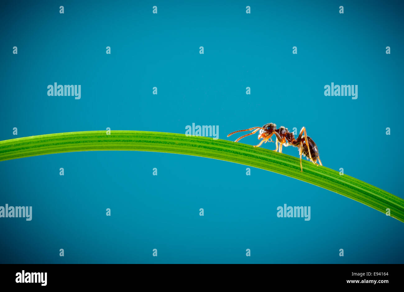 Ant running around the curved green blade of grass on a blue background ...