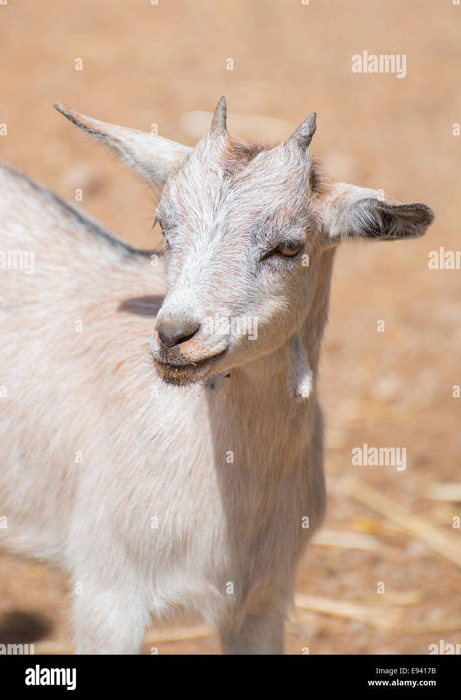 Portrait of white goat in national park Stock Photo - Alamy