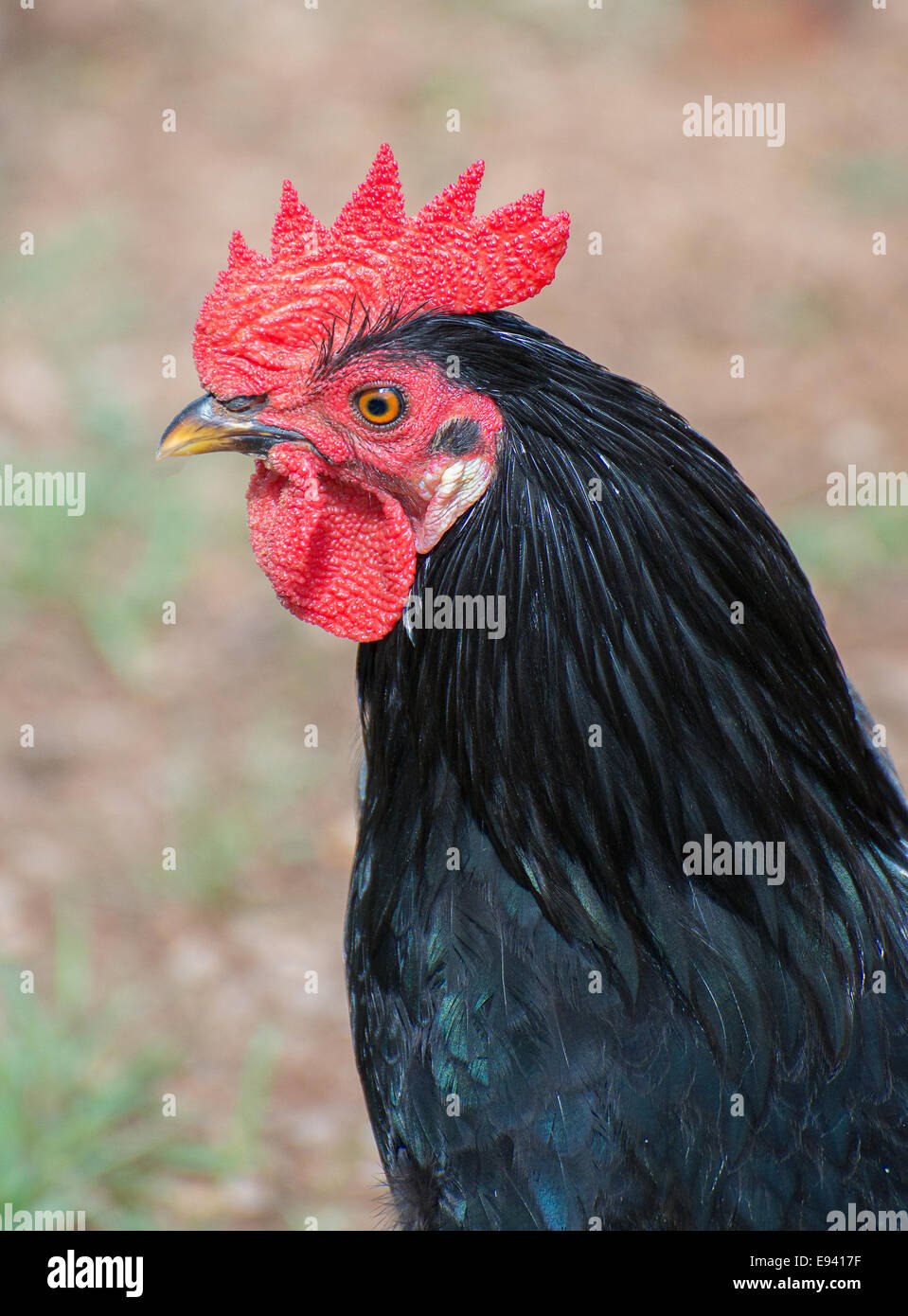 Beautiful rooster on the nature background Stock Photo - Alamy
