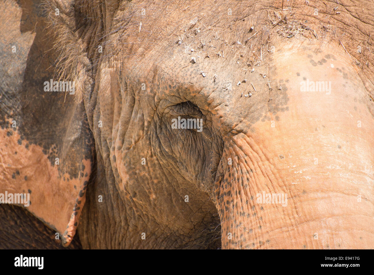 Elephants face hi-res stock photography and images - Alamy