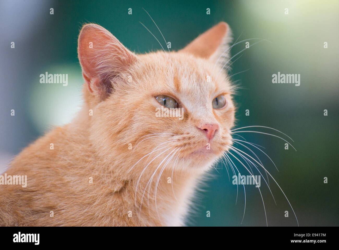 Portrait of cute street cat outdoors Stock Photo - Alamy