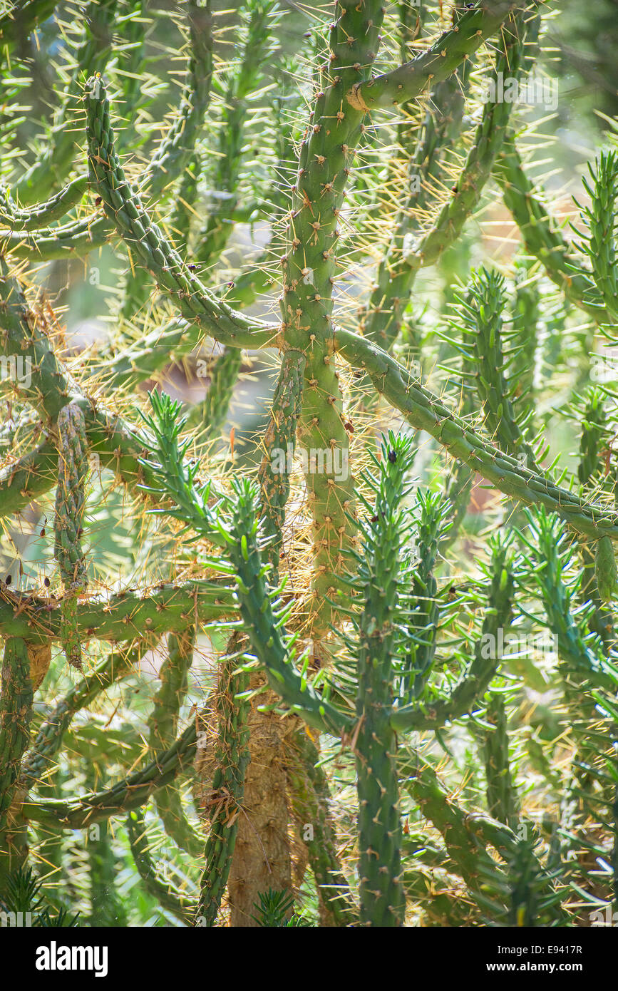 Cacti variety hi-res stock photography and images - Alamy